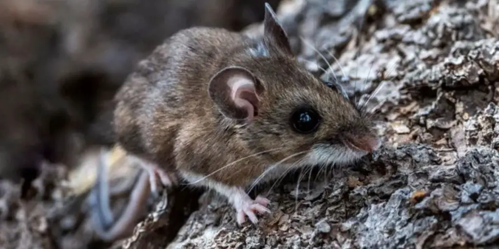Alert! California Cities Among the Worst in the Nation for Rat ...