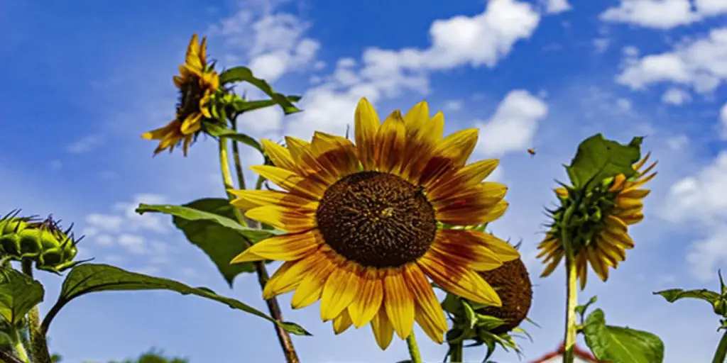 18 Kansas Slang Terms You Need to Know (If You're From the Sunflower ...