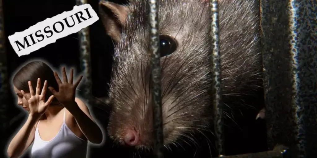 Missouri's Rodent Challenge: Two Cities Named Among the Most Infested ...