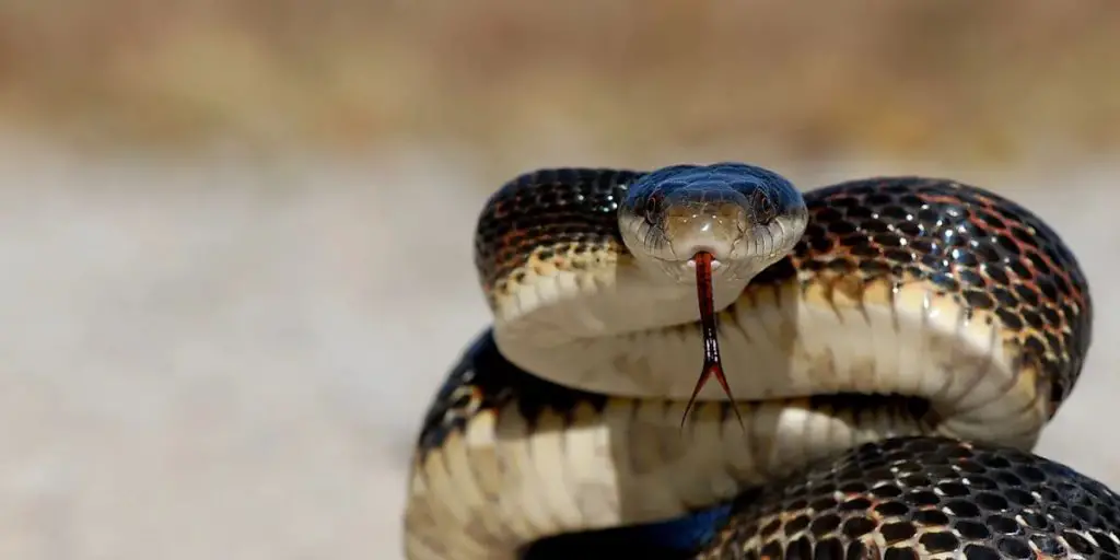 The Most Watched Lakes: 5 Snake-Infested Spots You Should Avoid in Iowa ...