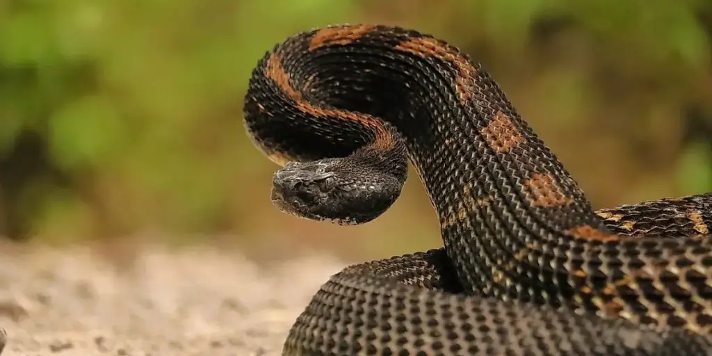 Iowa's Gang Crisis: Meet the Five Most Dangerous Groups Taking Over ...