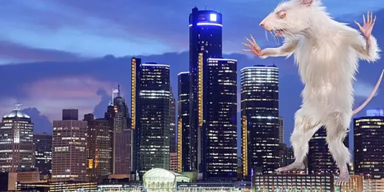 Top 3 Michigan Cities With the Most Rat Problems: Are You Living in One ...