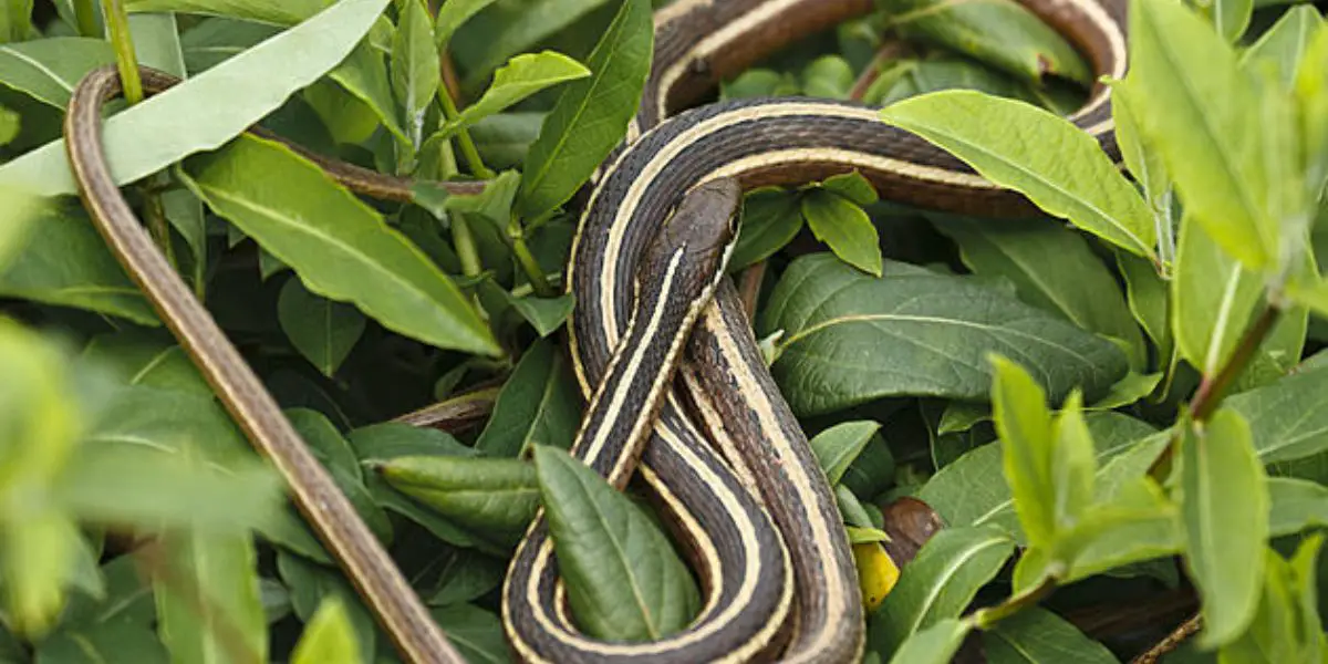 The 11 Most Snake-Infested Spots in Wisconsin’s Lakes—Stay Safe and ...